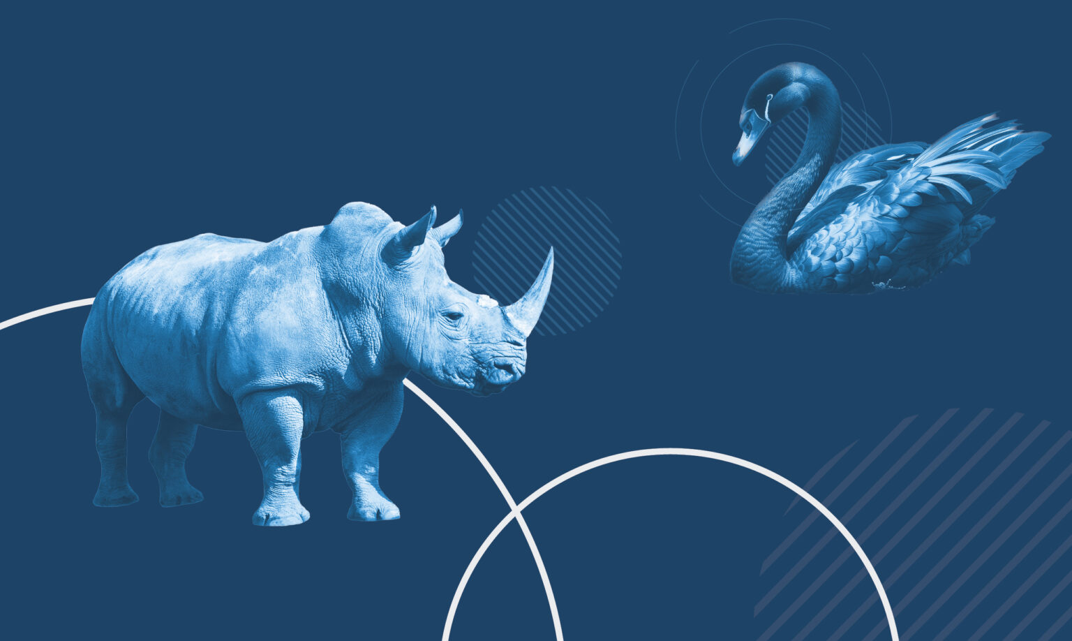 On Black Swans, Gray Rhinos, and the 2024 Election - Democracy Fund